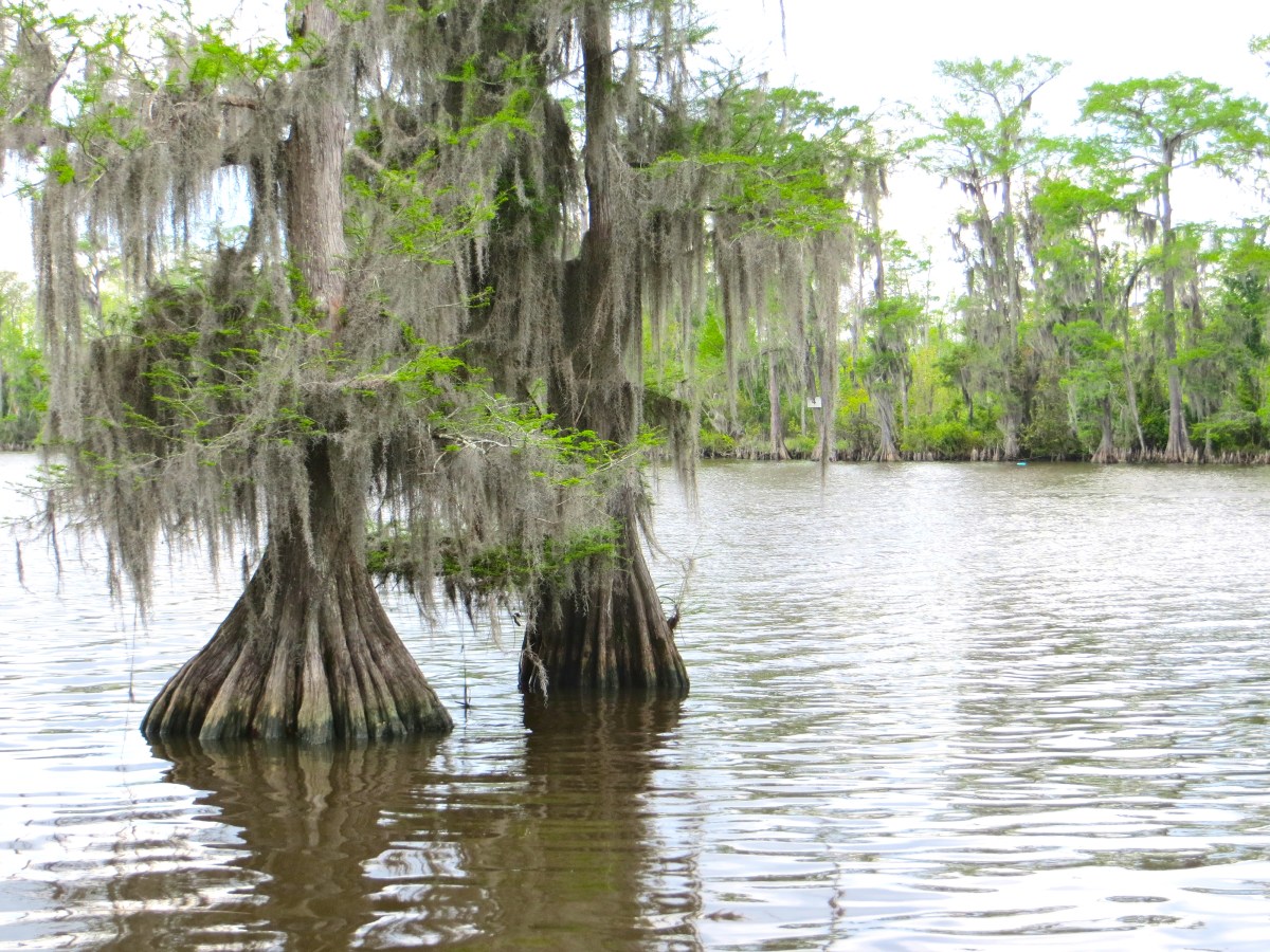 Louisiana’s Cypress Trees: Wood Eternal – GALLIVANCE