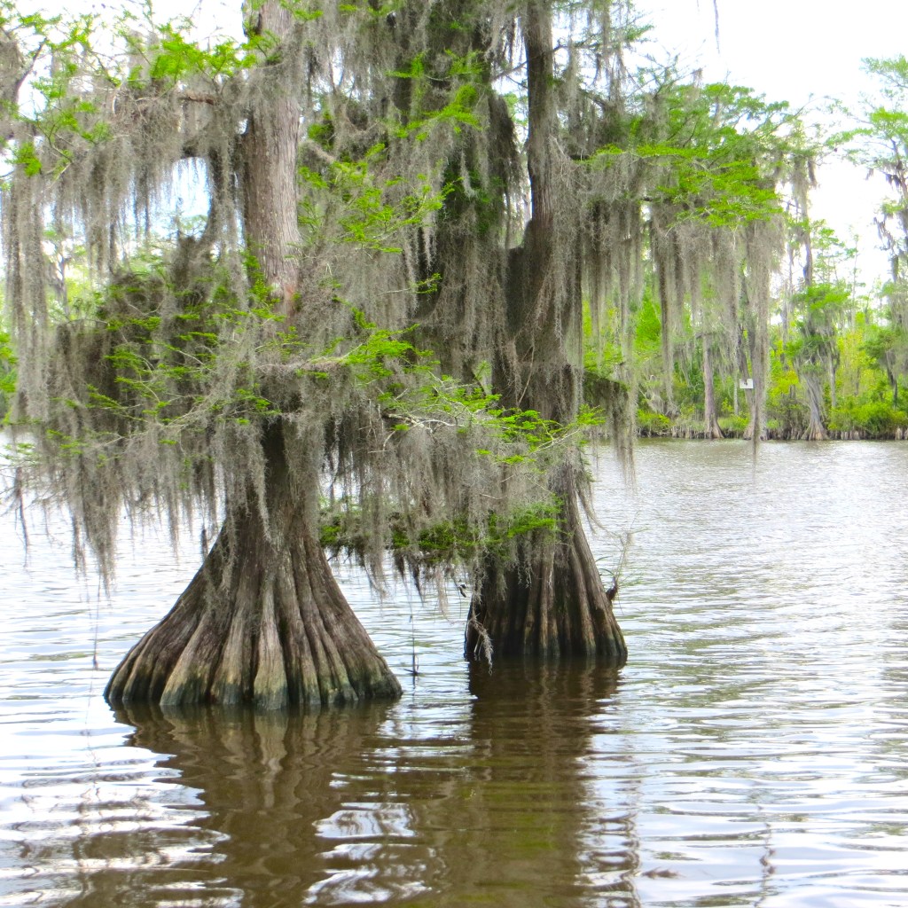 Louisiana’s Cypress Trees: Wood Eternal – GALLIVANCE
