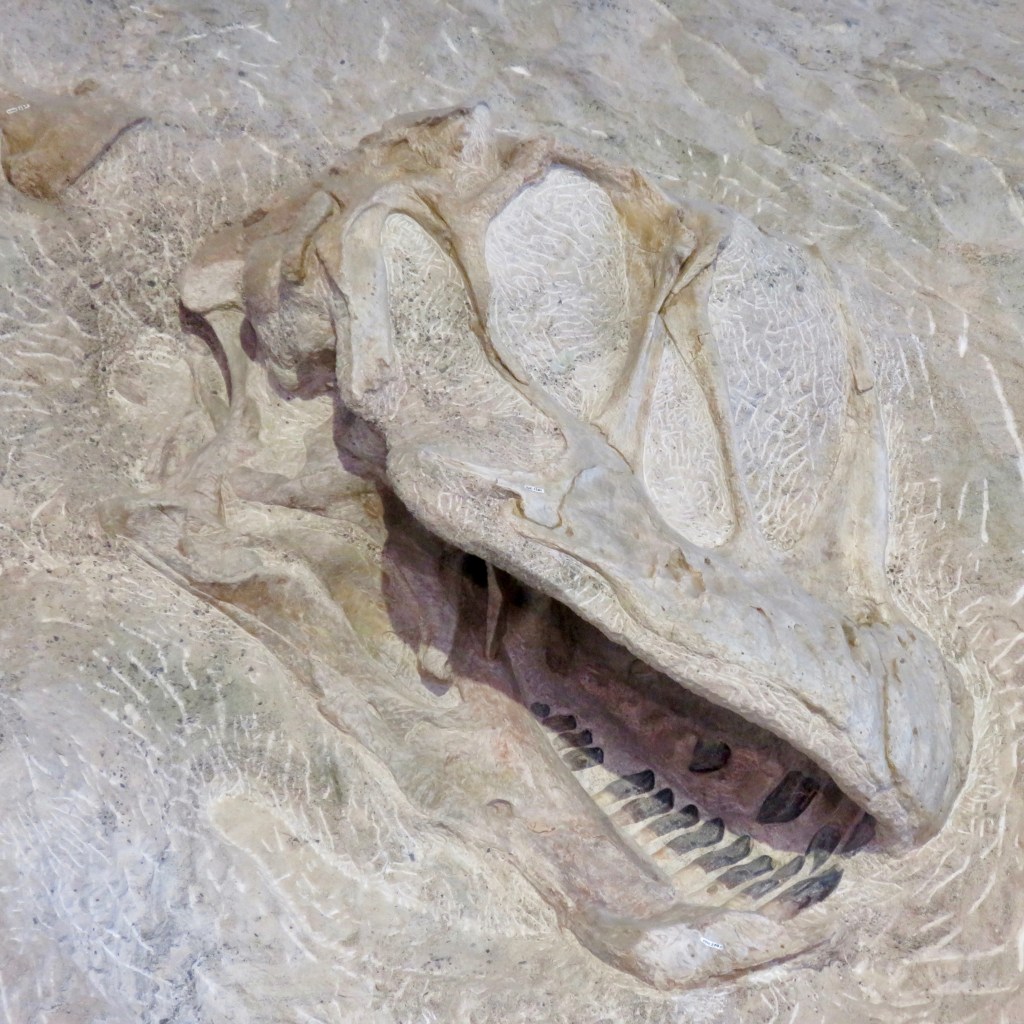 Allosaurus Head – GALLIVANCE