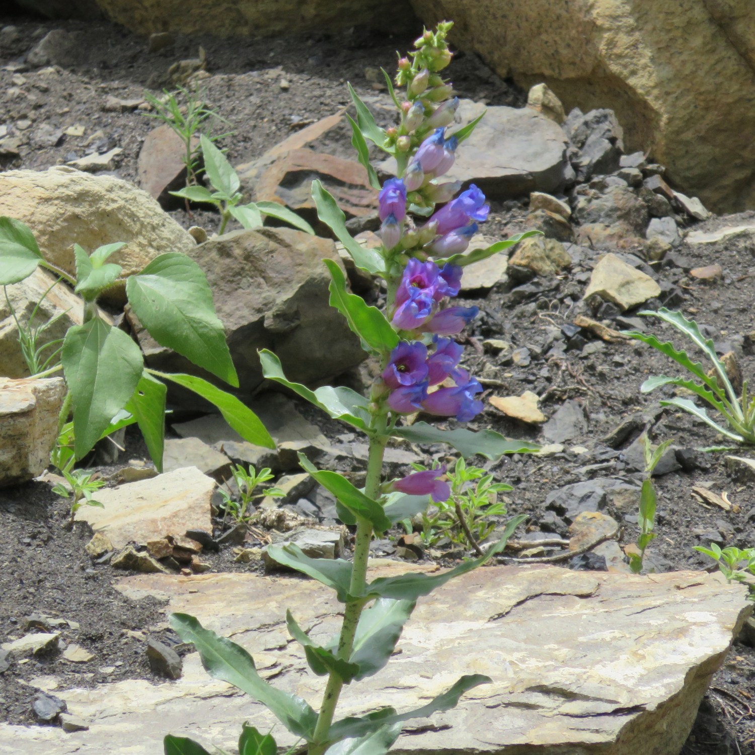 The 5th Extinction: The K-T Boundary and How to Find it – GALLIVANCE