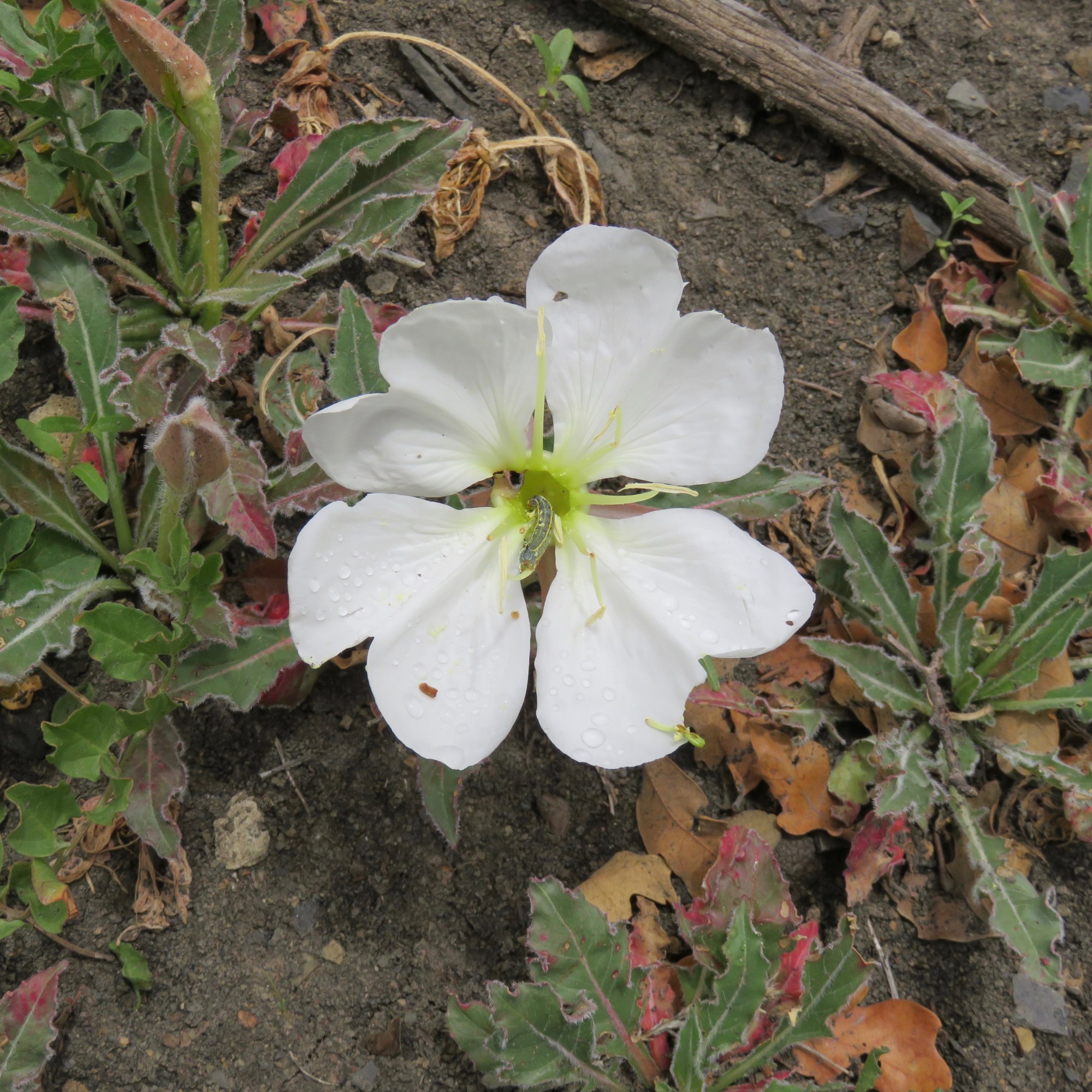 The 5th Extinction: The K-T Boundary and How to Find it – GALLIVANCE