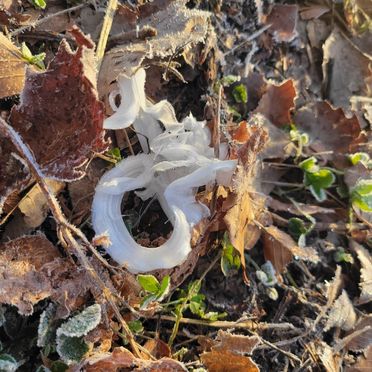 Frost Flowers: Nature’s Exquisite Handiwork – GALLIVANCE