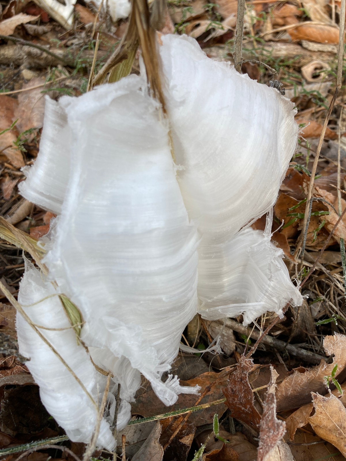 Frost Flowers: Nature’s Exquisite Handiwork – GALLIVANCE