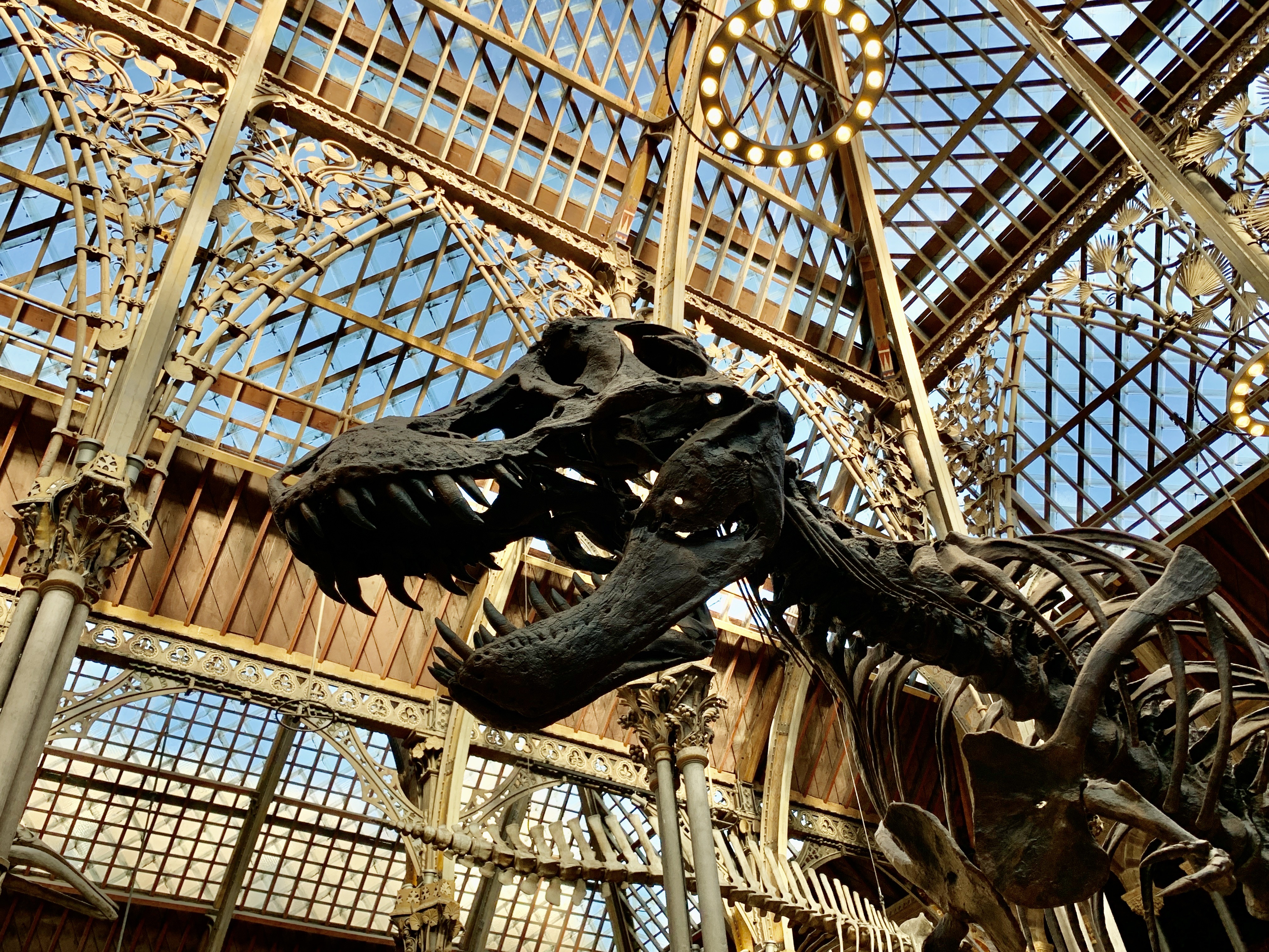 Temple of Science: Oxford University Museum of Natural History – GALLIVANCE